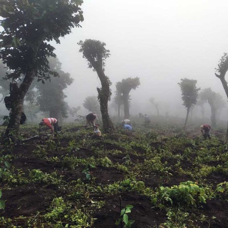 El Salvador Black Honey Pacamara - Gringo Nordic Coffee Roaster