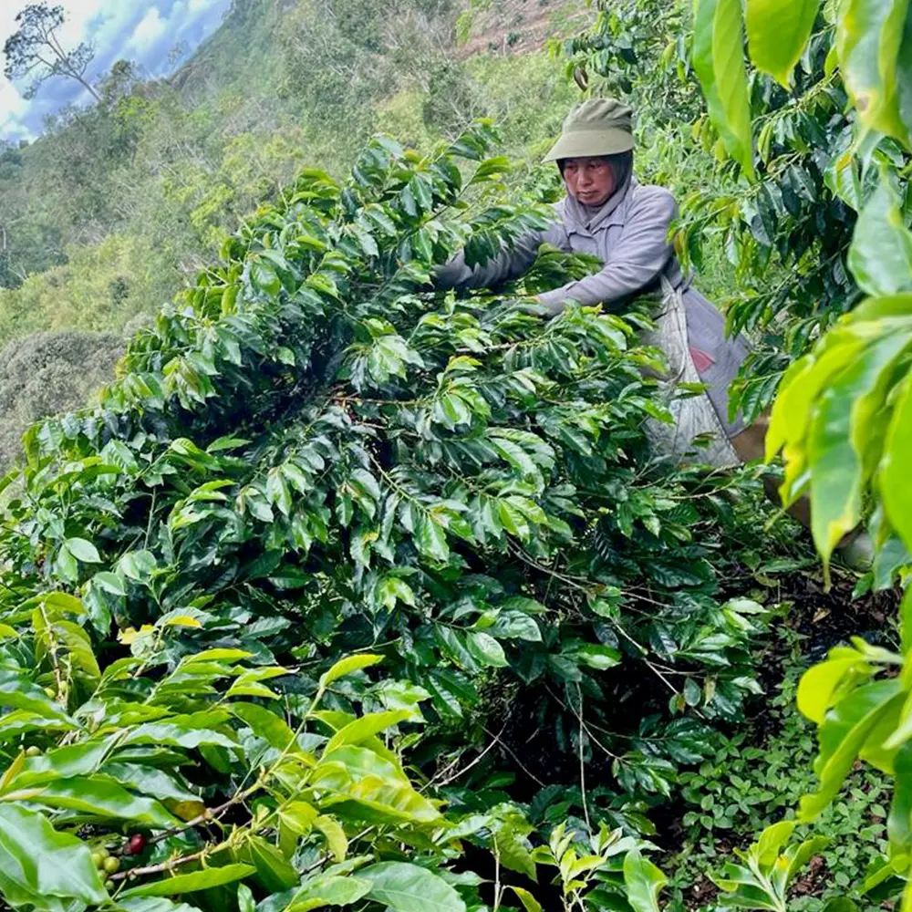 SINGLE ORIGIN - GRINGO