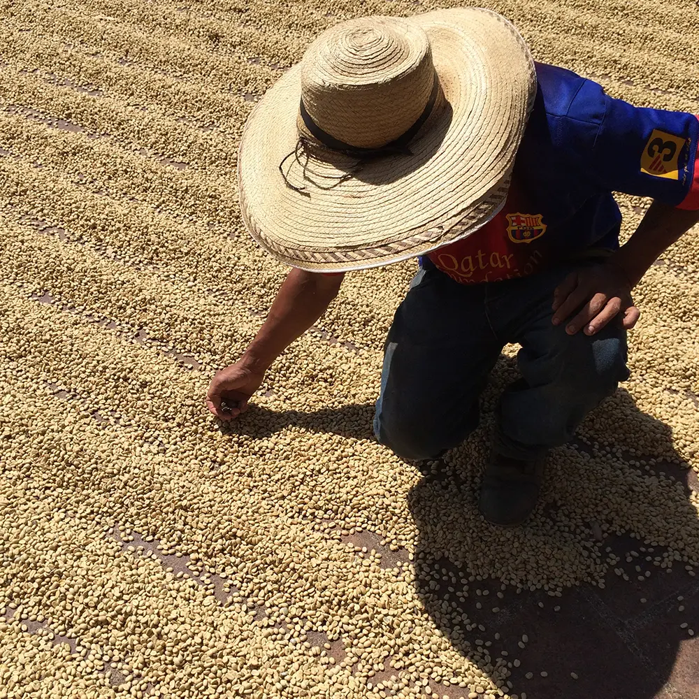 SINGLE ORIGIN - GRINGO