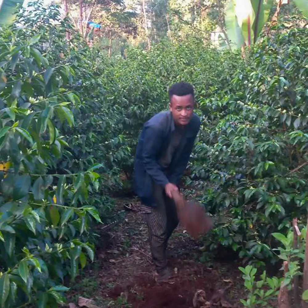 SINGLE ORIGIN - GRINGO